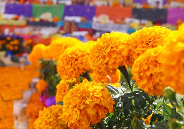 Cempasúchil, la emblemática flor de los muertos - Hector Ledezma